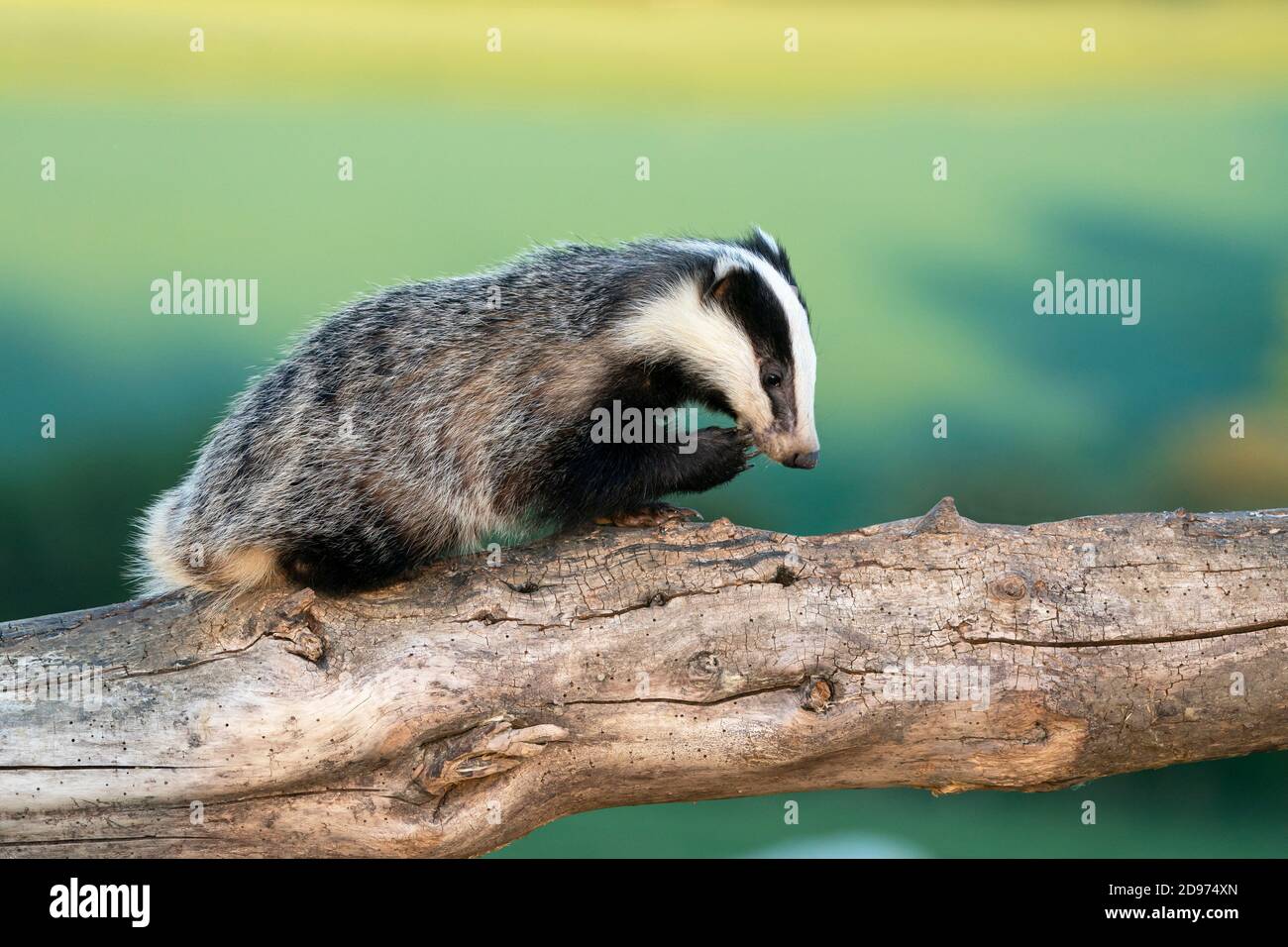 Badger (Meles meles) young looking for food on a tree trunk, England ...