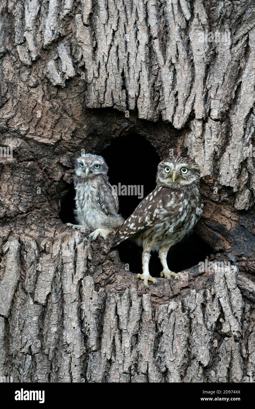 Owl hollow tree hi-res stock photography and images - Alamy