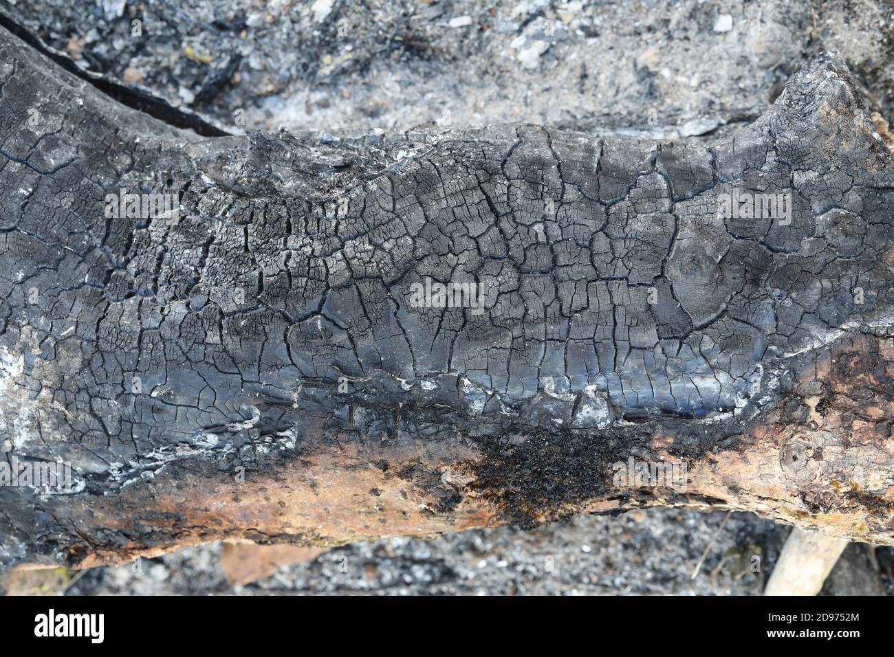 Burnt wood from extinguished, burnt out bonfire. Textures, patterns ...