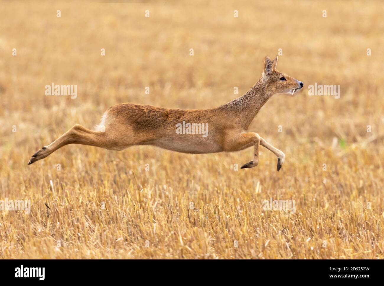 Chinese water deer (Hydropotes inermis) male running, England Stock ...
