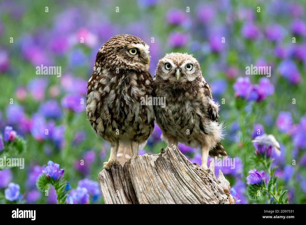 Morphology of a baby hi-res stock photography and images - Alamy
