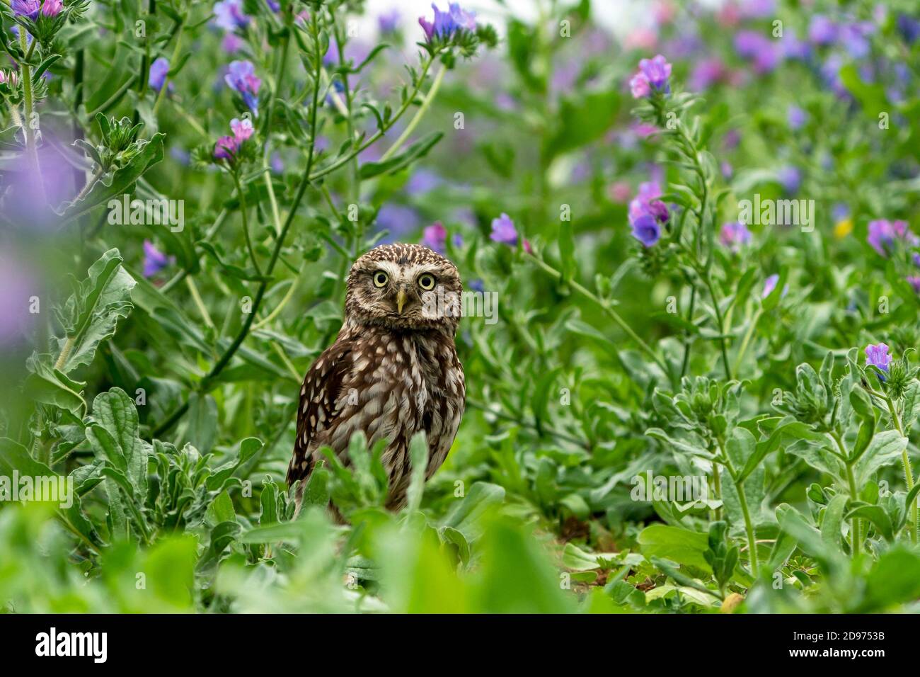 Purple Owls