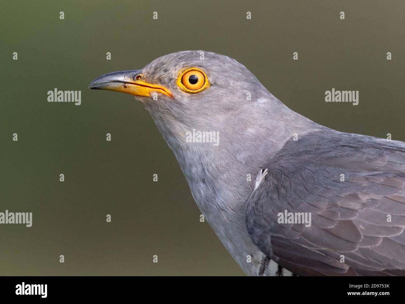 Cuckoo (Cuculus canorus) head details, England Stock Photo - Alamy