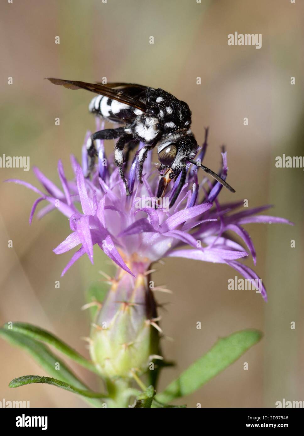 Cuckoo Bee (Thyreus ramosus) female on flower, Mont Ventoux, Provence ...