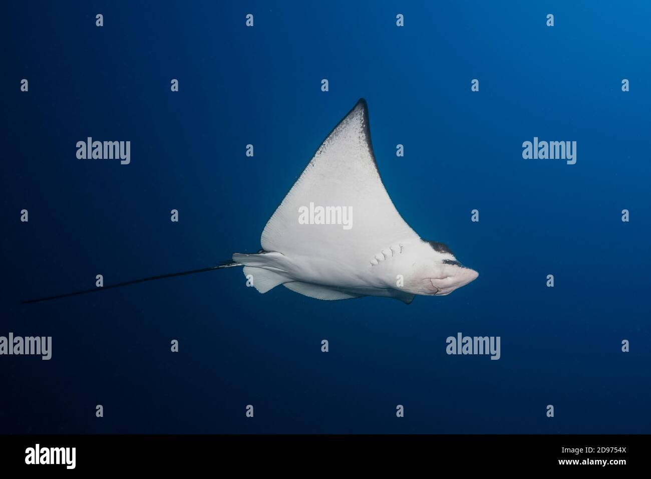 Spotted eagle ray myliobatis aquila hi-res stock photography and images ...