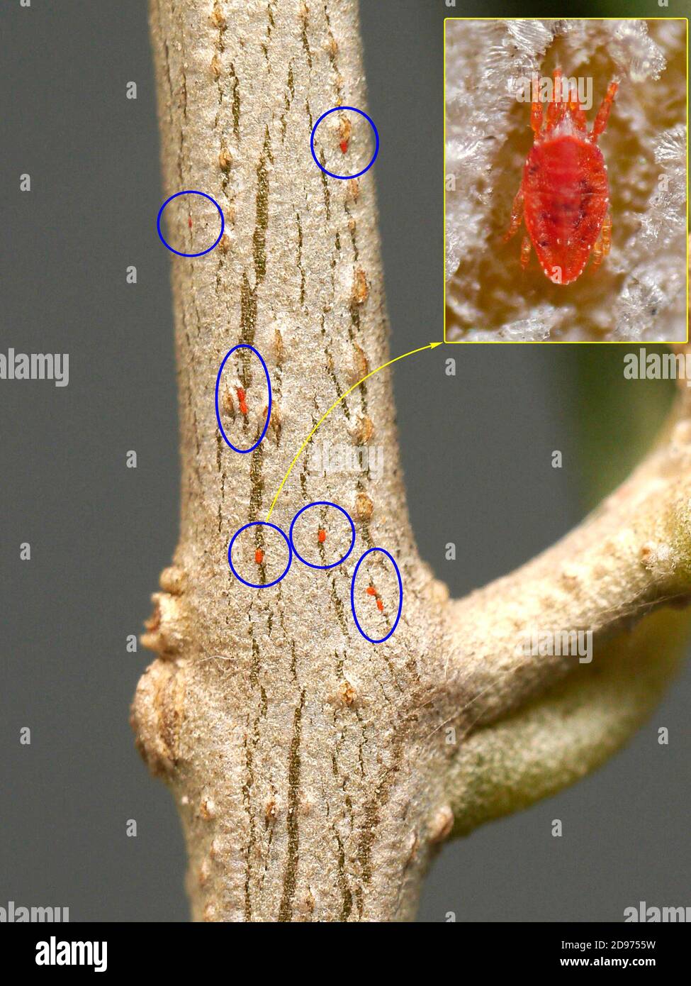 Olive tree garden hi-res stock photography and images - Alamy