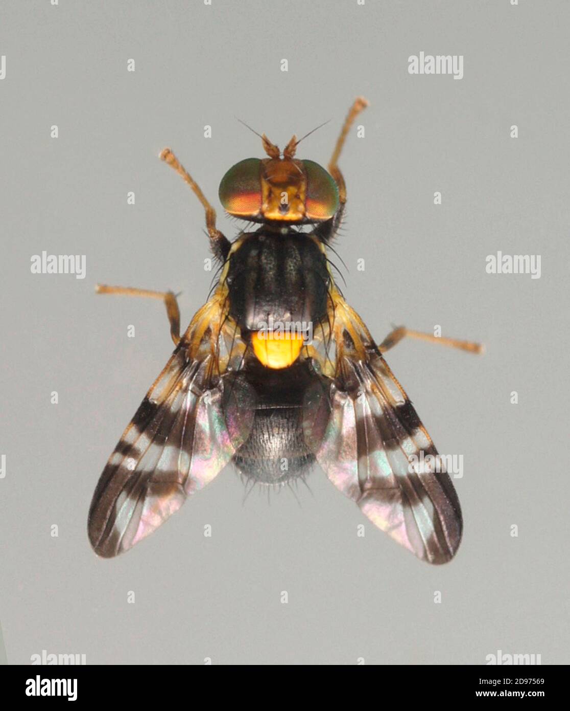 Rhagoletis hi-res stock photography and images - Alamy