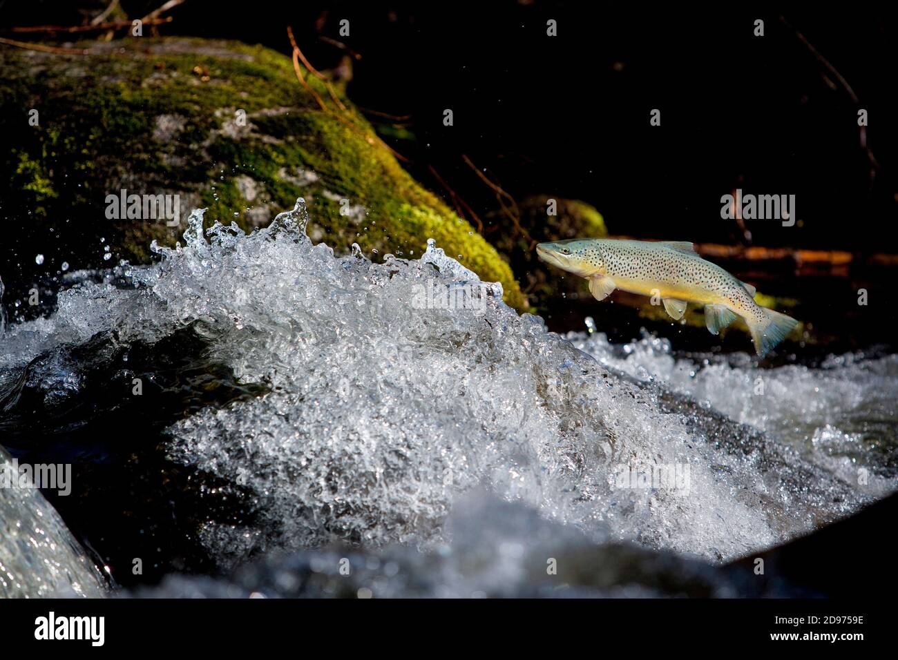 Seasons migration hi-res stock photography and images - Alamy