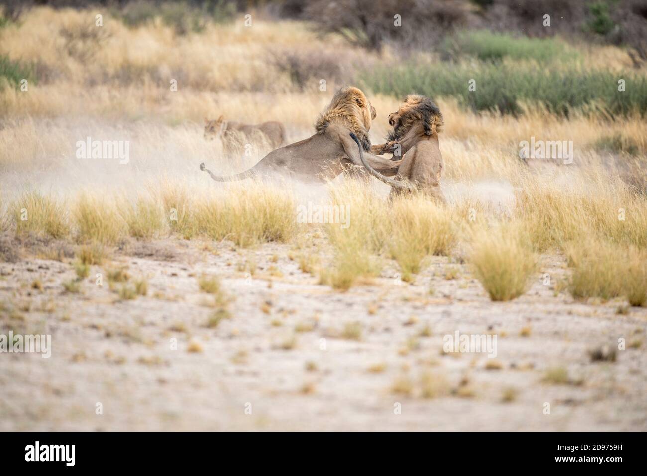 Two Lions Fighting High Resolution Stock Photography and Images - Alamy