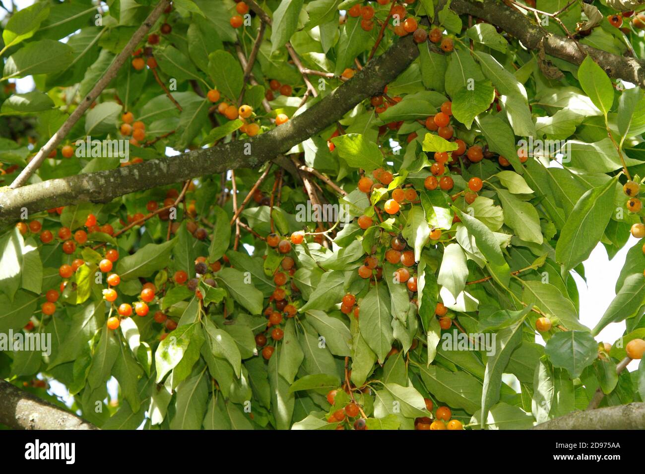 Date plum (Diospyros lotus), Floral Park of Paris, France Stock Photo ...