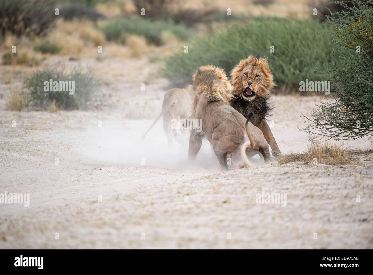 Two lions fighting hi-res stock photography and images - Alamy
