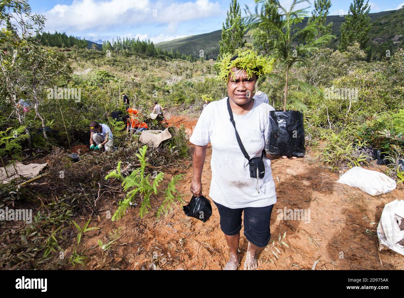 Endemic cook pines hi-res stock photography and images - Alamy