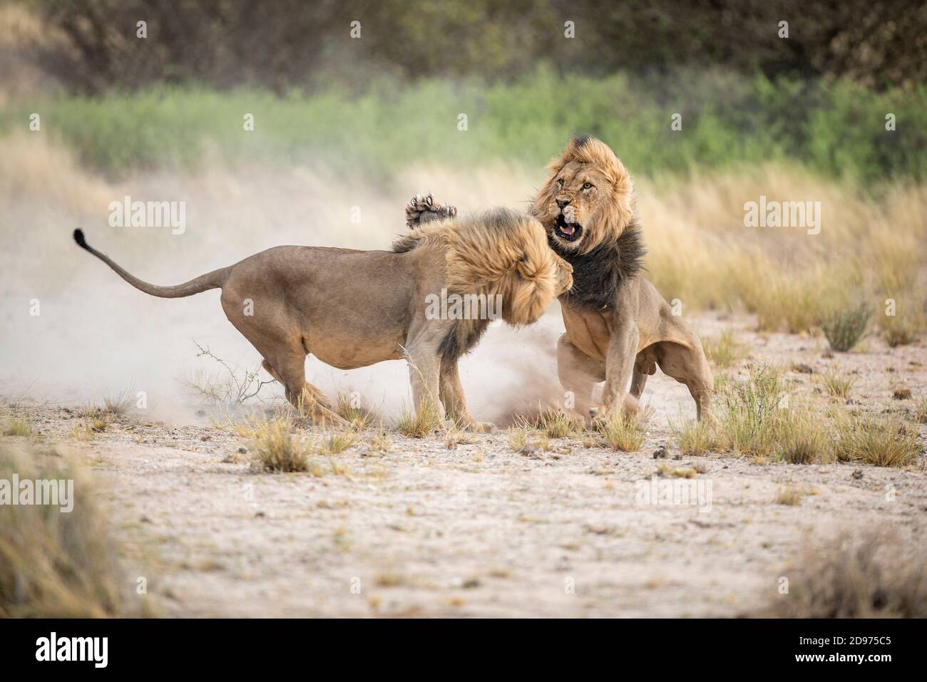 Male female lion fighting hi-res stock photography and images - Alamy