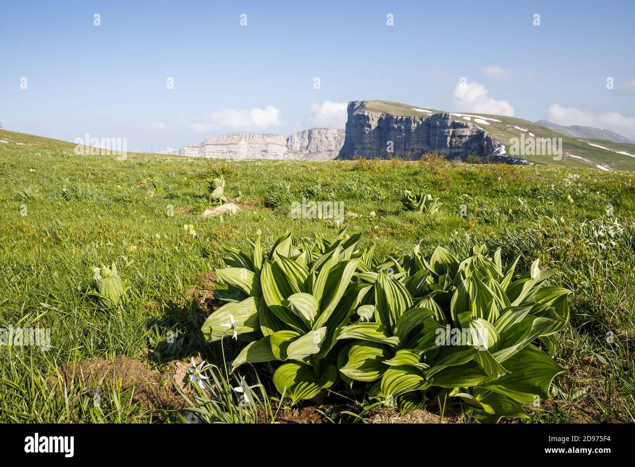 Giant false helleborine veratrum album hi-res stock photography and images - Alamy