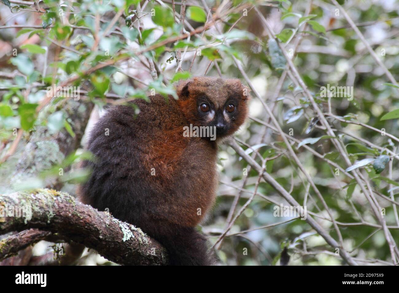 Red Bellied Lemur