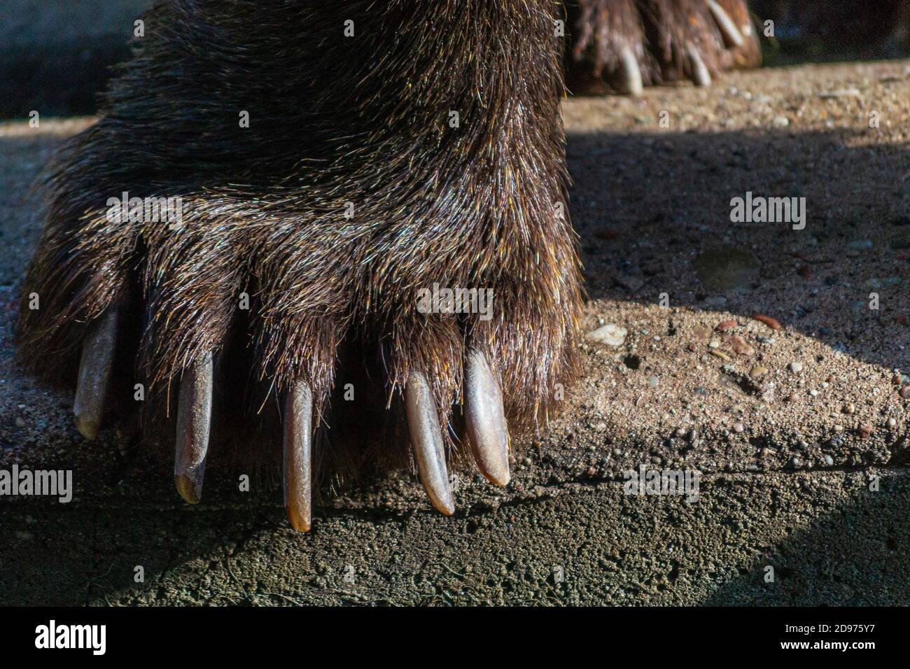 Brown bear forepaw closeup photo Stock Photo - Alamy