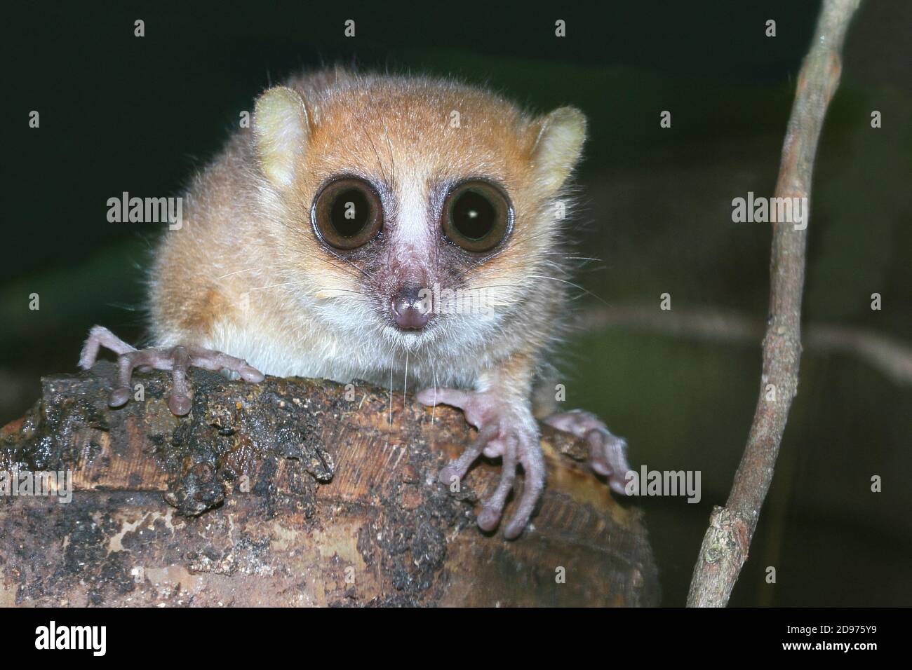 Portrait of Brown mouse lemur (Microcebus rufus) adult on a trunk, East ...