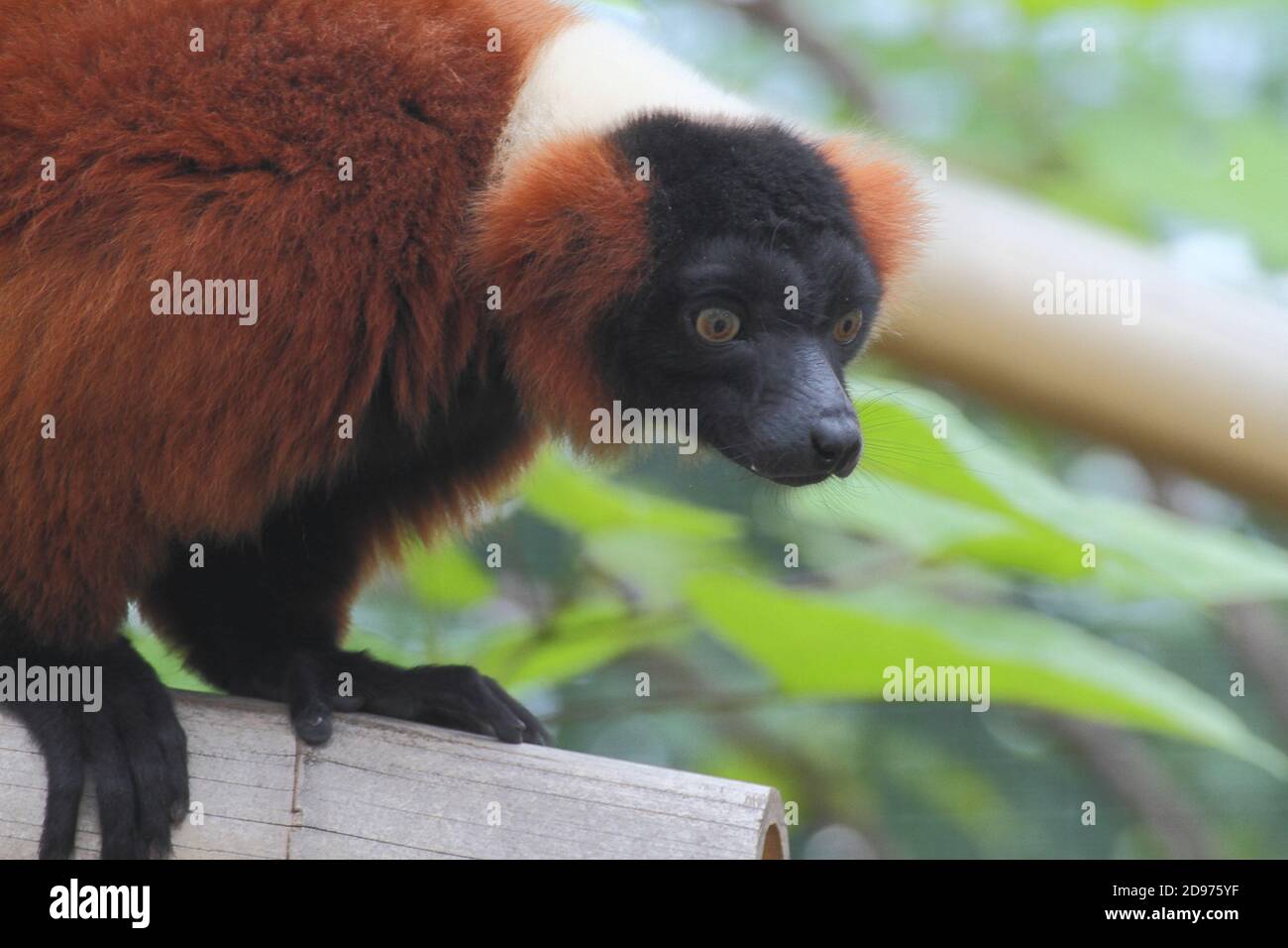 Madagascar lemur masoala peninsula hi-res stock photography and images ...