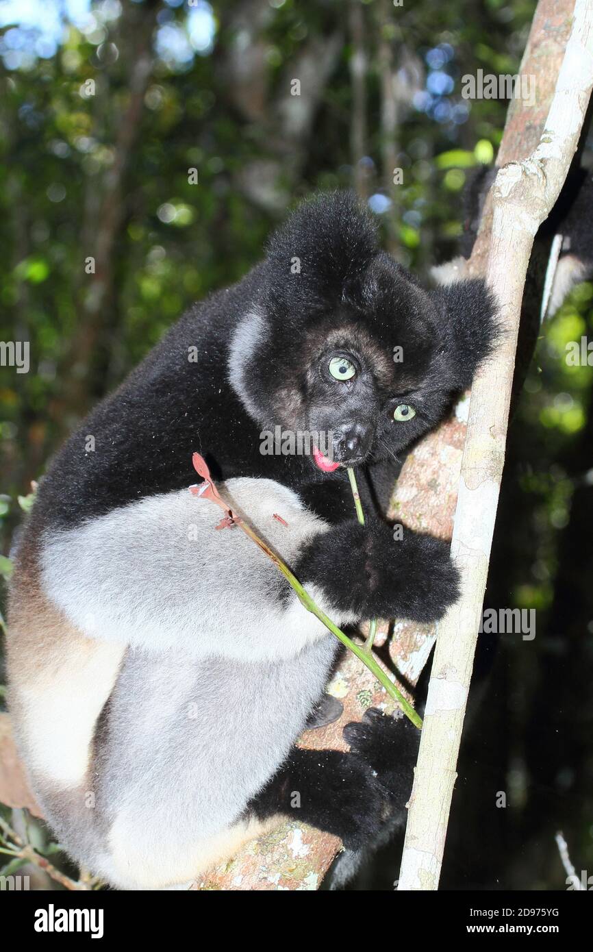 Indri indri indri in tree hi-res stock photography and images - Alamy