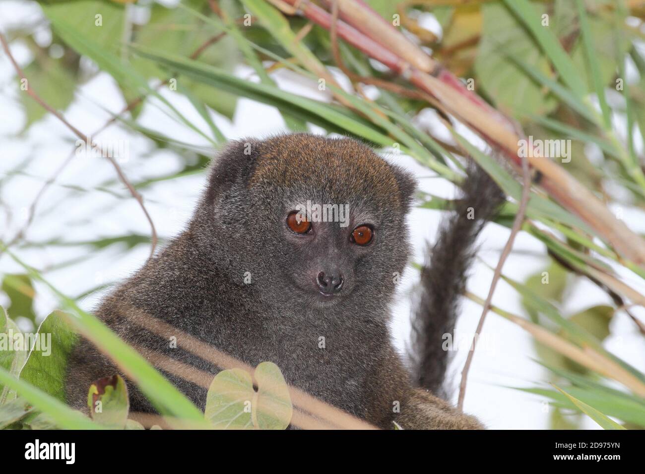 Lac alaotra gentle lemur hapalemur alaotrensis hi-res stock photography ...