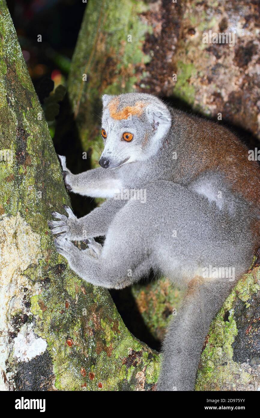 Observing portraits hi-res stock photography and images - Alamy