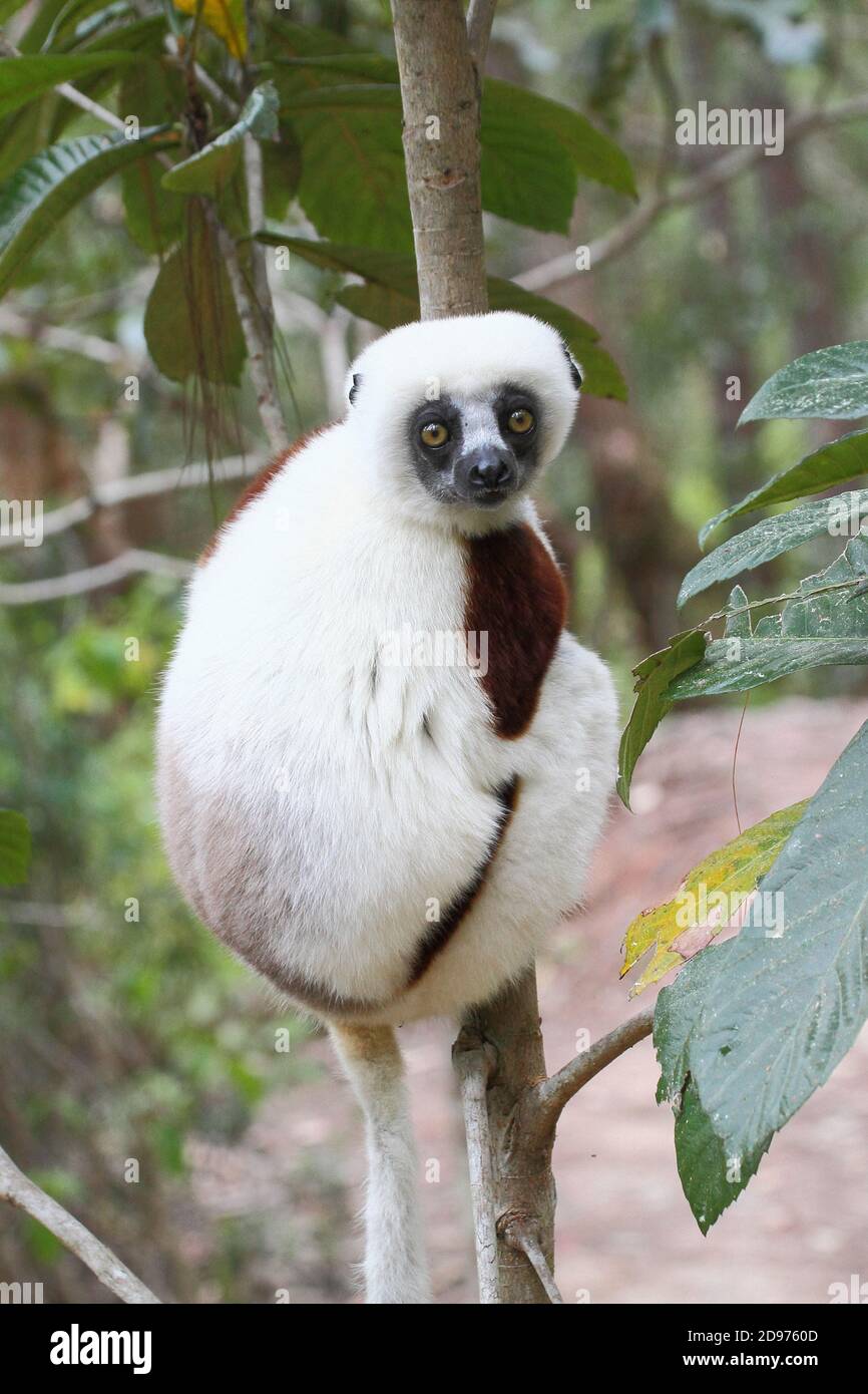 Three sifaka hi-res stock photography and images - Alamy