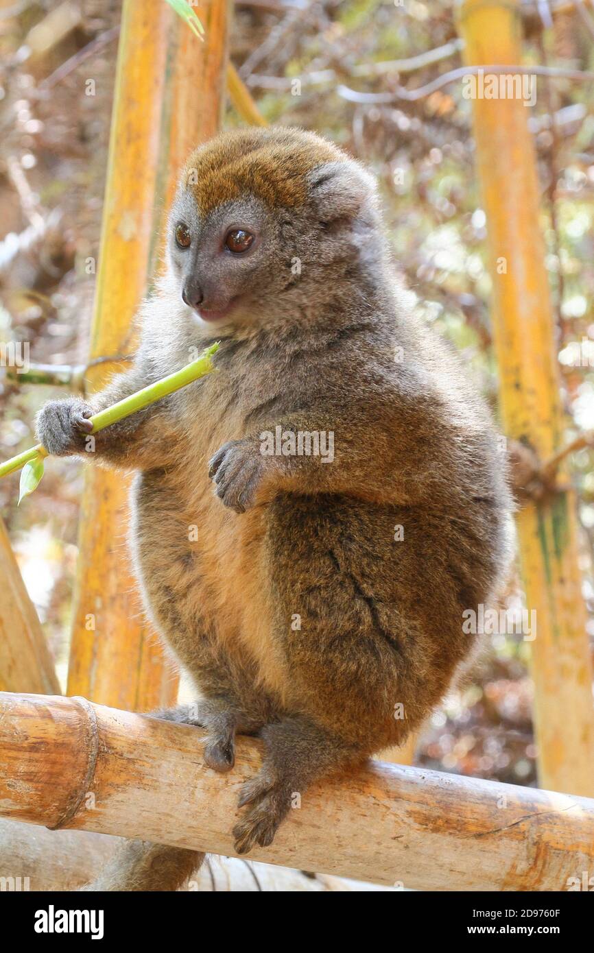 Bamboo lemur hi-res stock photography and images - Alamy