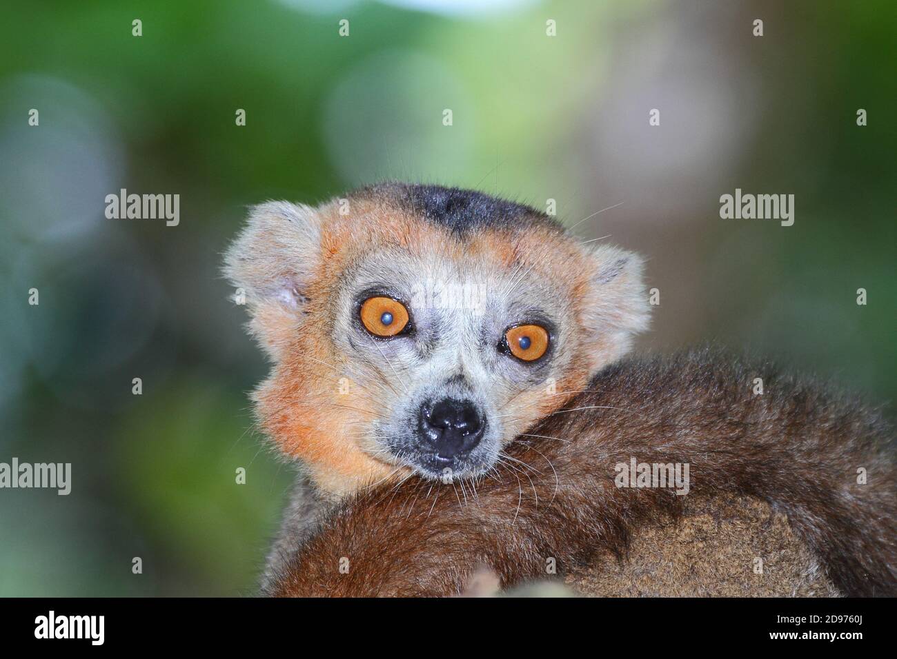 Portrait of Crowned Lemur (Eulemur coronatus) adult male, tail on the ...