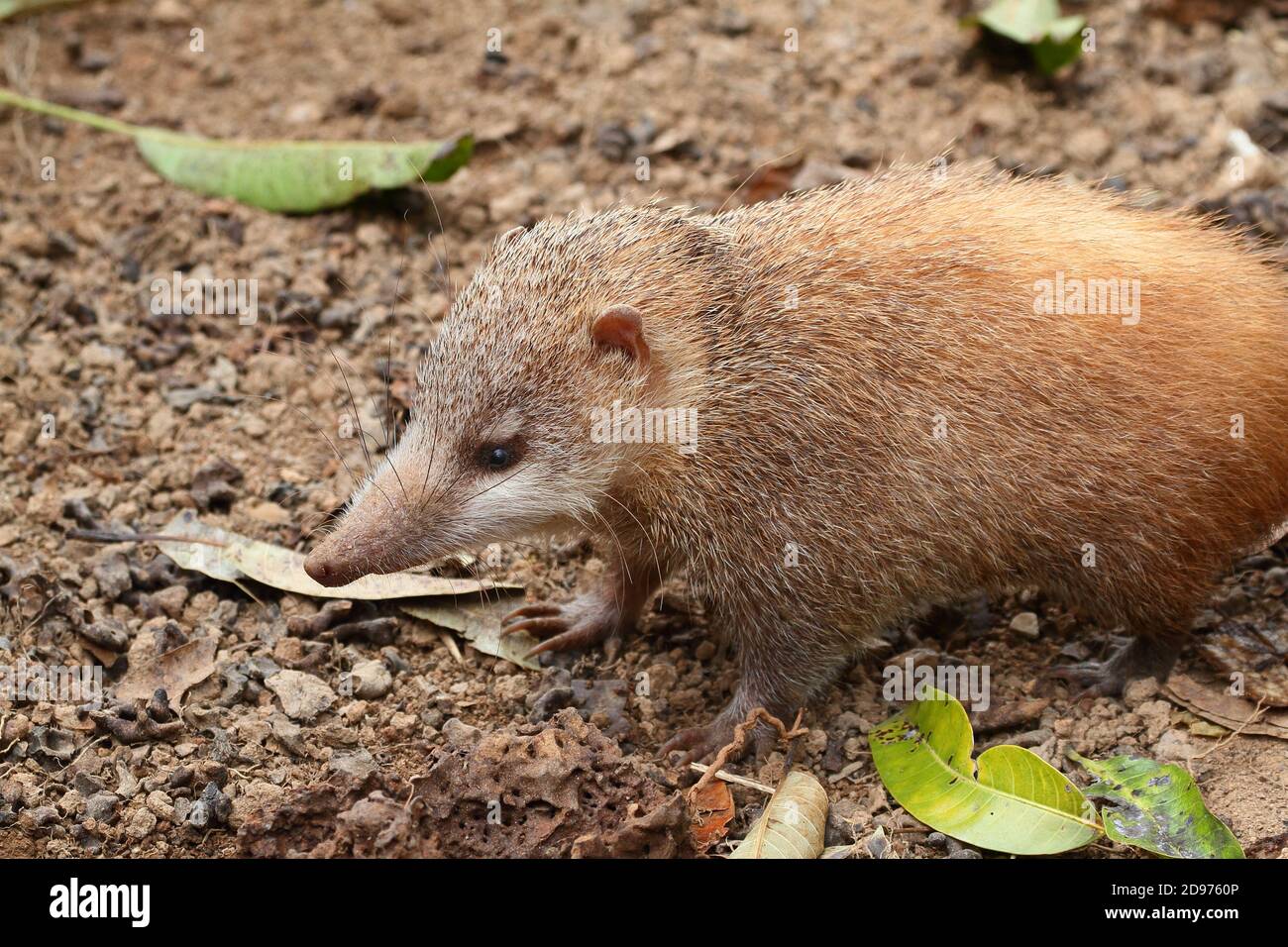 Tailess tenrec (Tenrec ecaudatus) looking for insects, Madagascar Stock ...