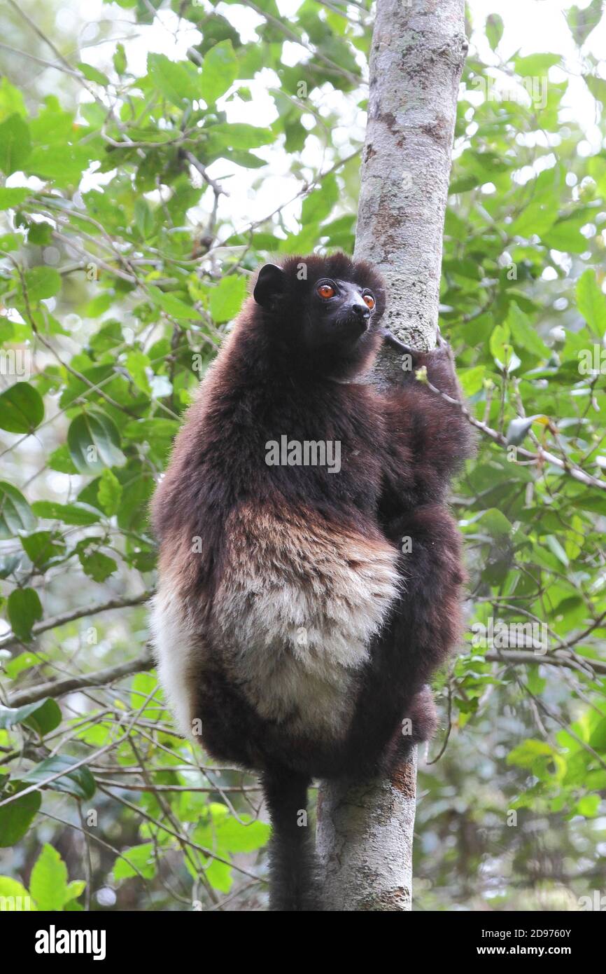Milne edwards sifaka propithecus edwardsi hi-res stock photography and ...