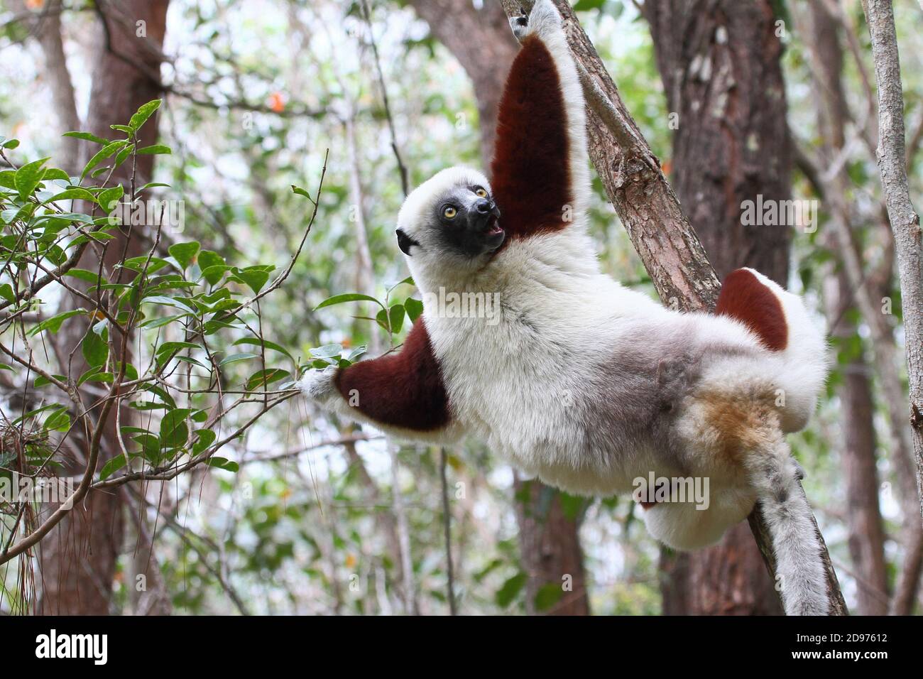 Three sifaka hi-res stock photography and images - Alamy