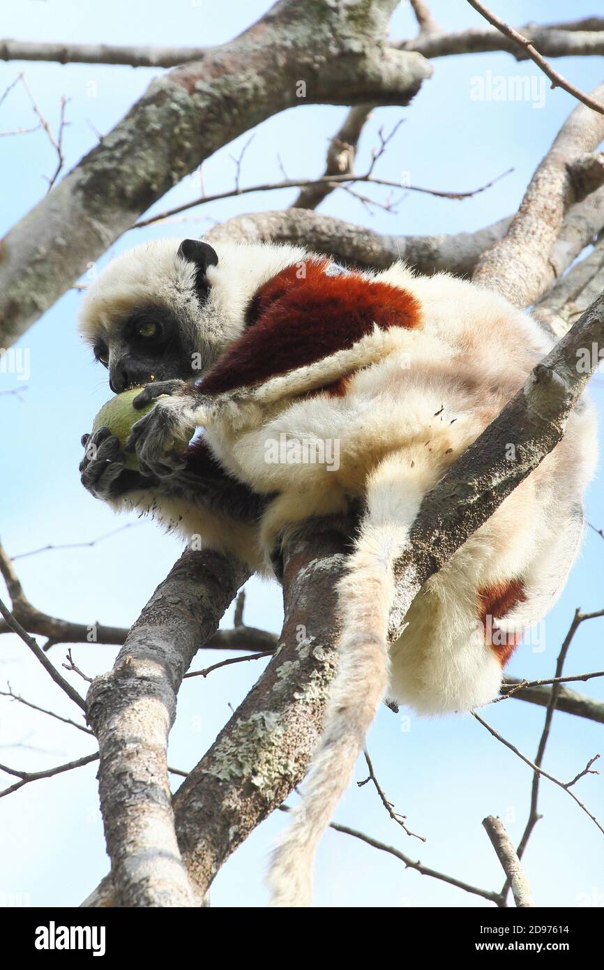 Coquerel's sifaka (Propithecus coquereli) adult eating a fruit, North ...