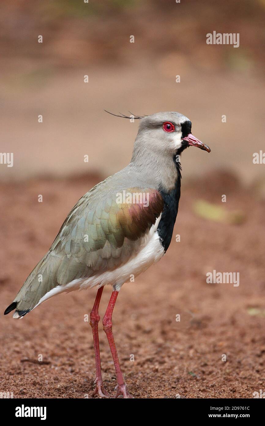 Southern lapwings vanellus chilensis hi-res stock photography and ...