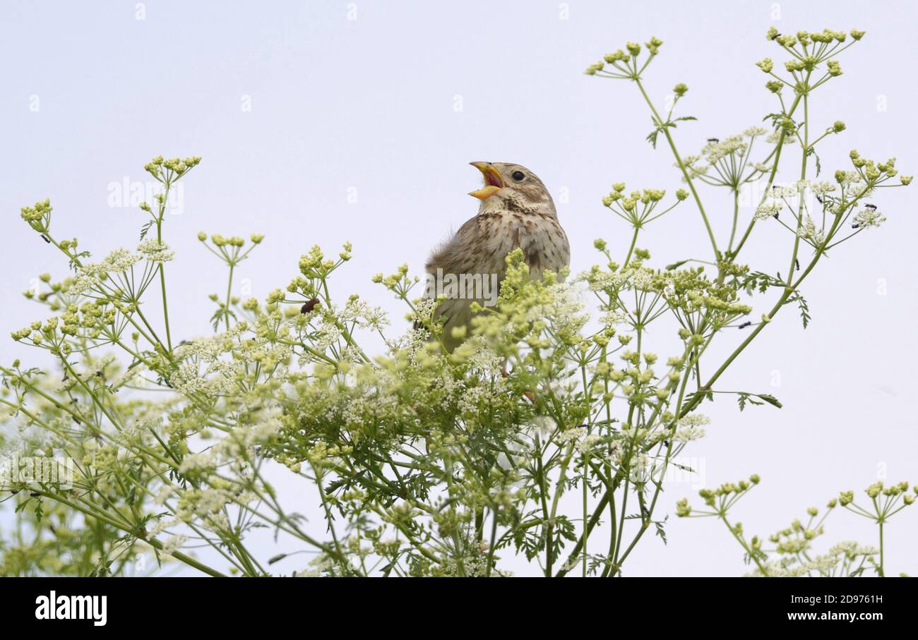 Corn bunting (Emberiza calandra) singing, Vosges, France Stock Photo ...