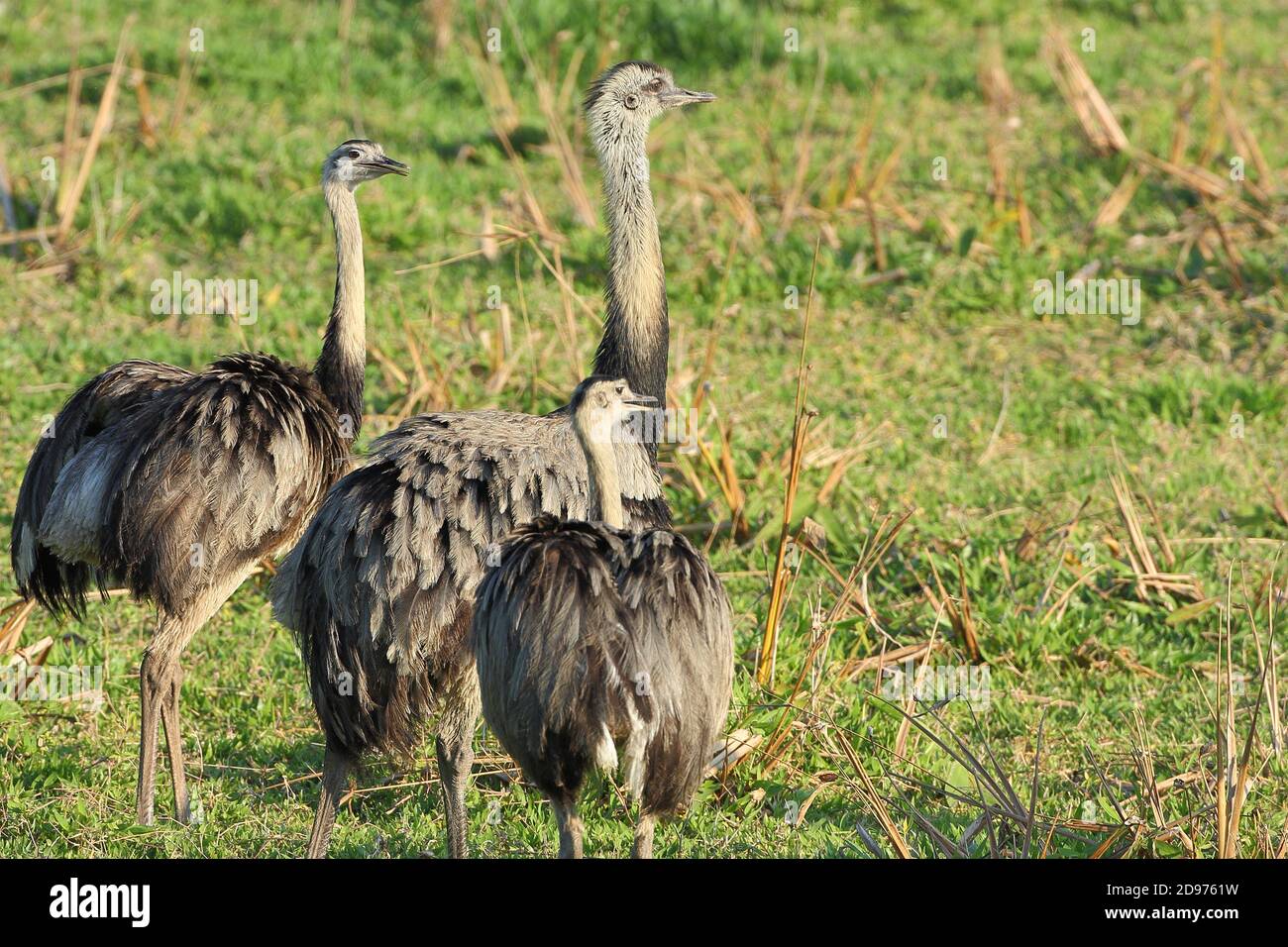 Greater Rhea (Rhea americana) family group watching in the savanna ...