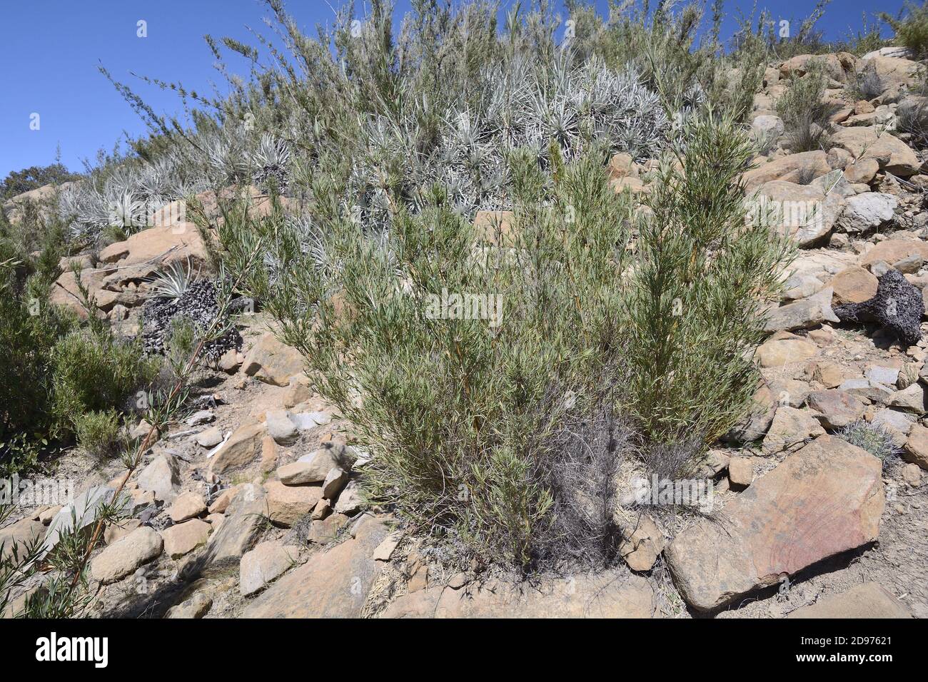Parque nacional de chile hi-res stock photography and images - Alamy