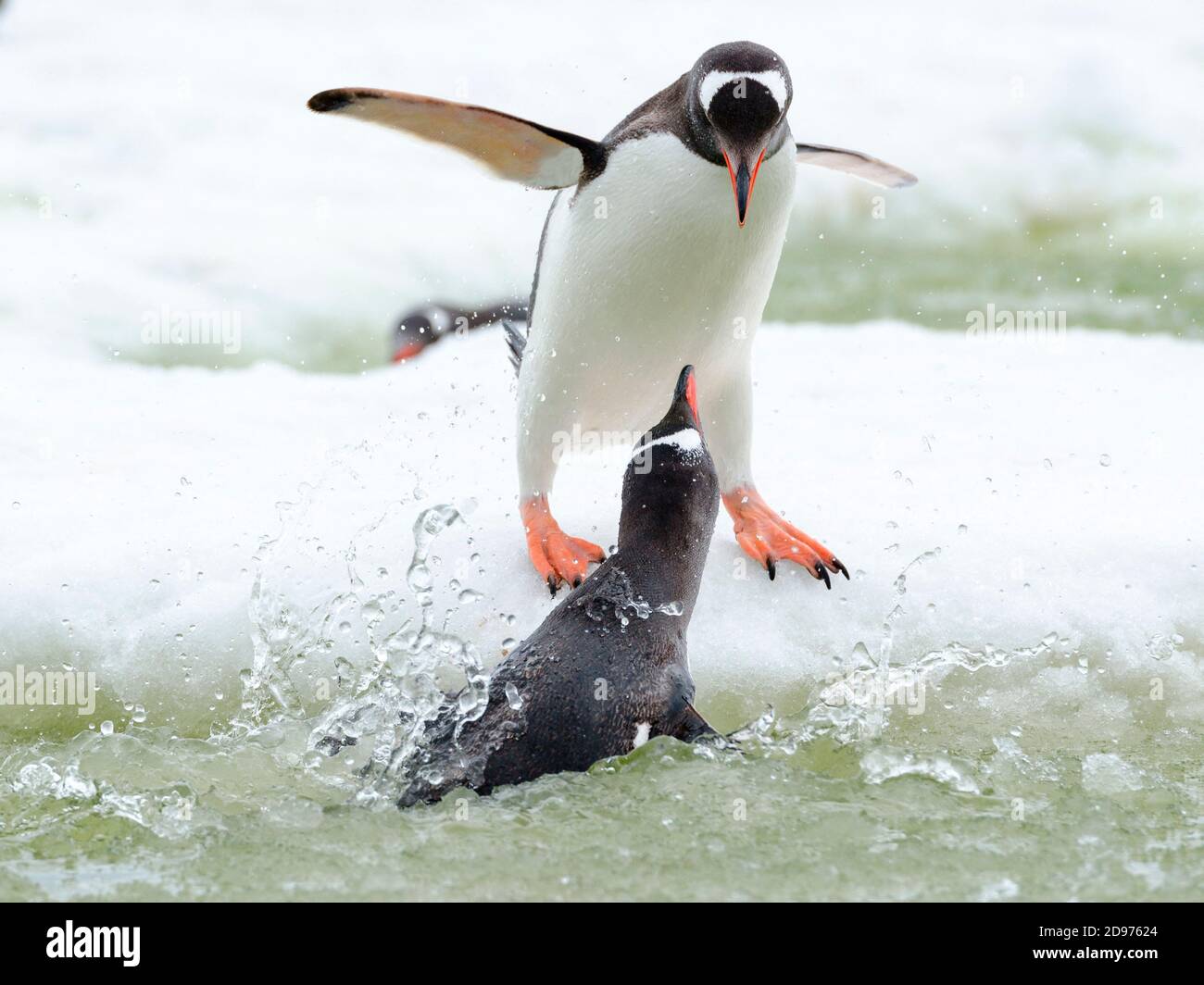 Aggression between two adult Papuan Penguins (Pygoscelis papua) in a ...
