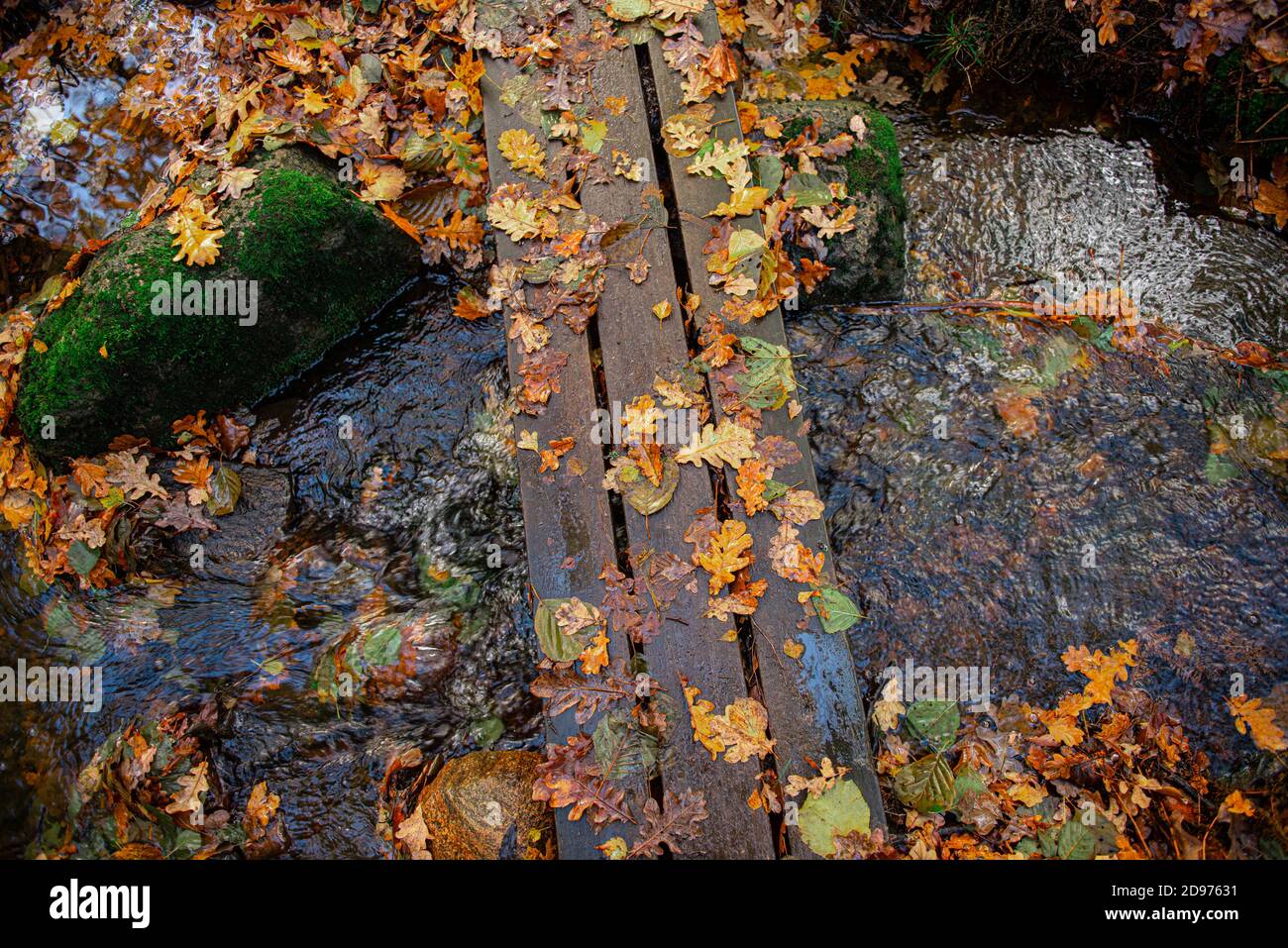 Boardwalk in fall hi-res stock photography and images - Alamy