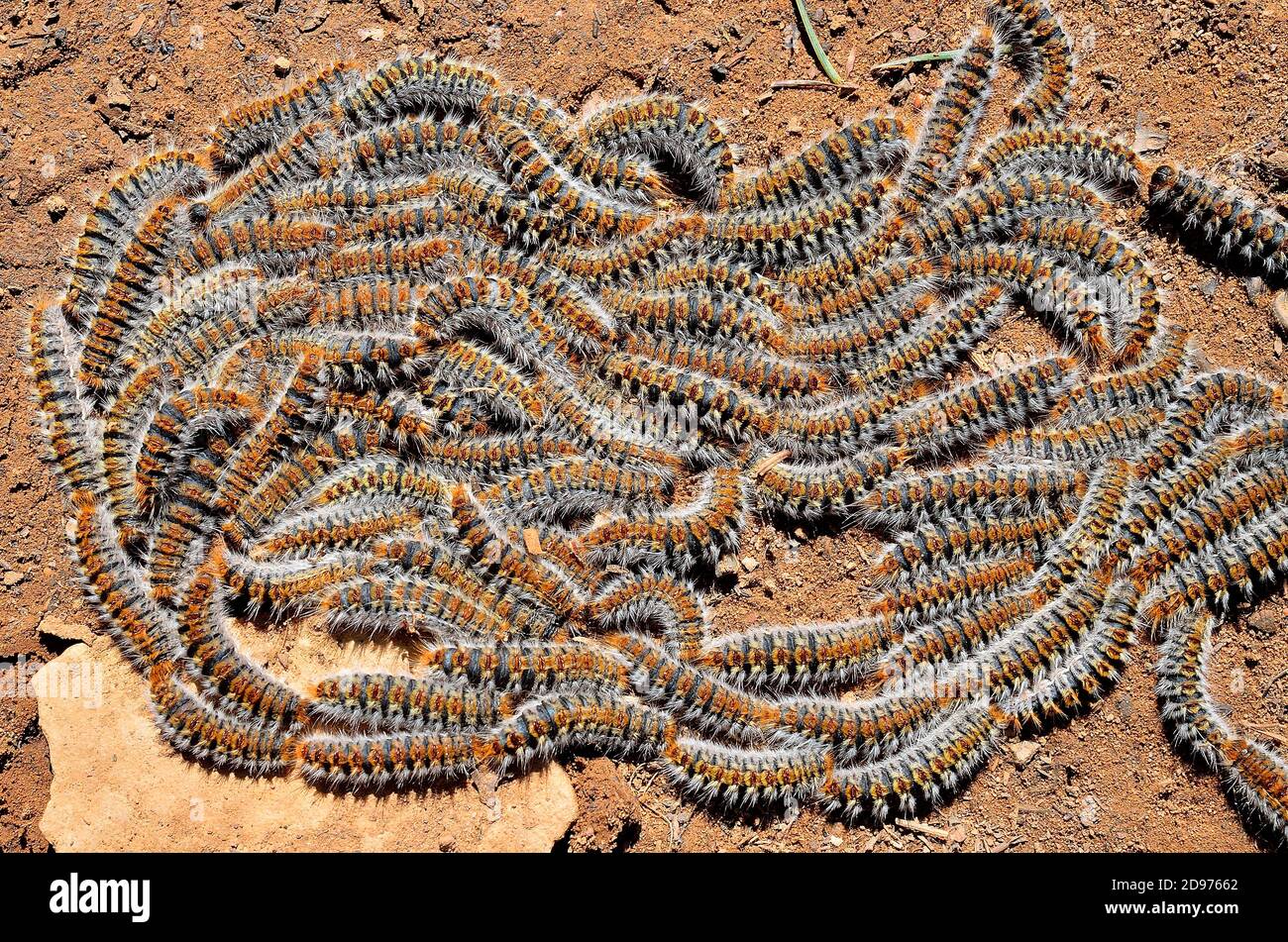 Pine processionary moth (Thaumetopoea pityocampa) caterpillars ...