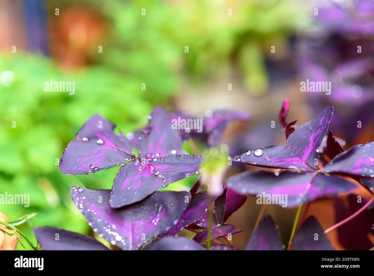 Amazing beautiful Oxalis triangularis or false shamrock plant.These are ...