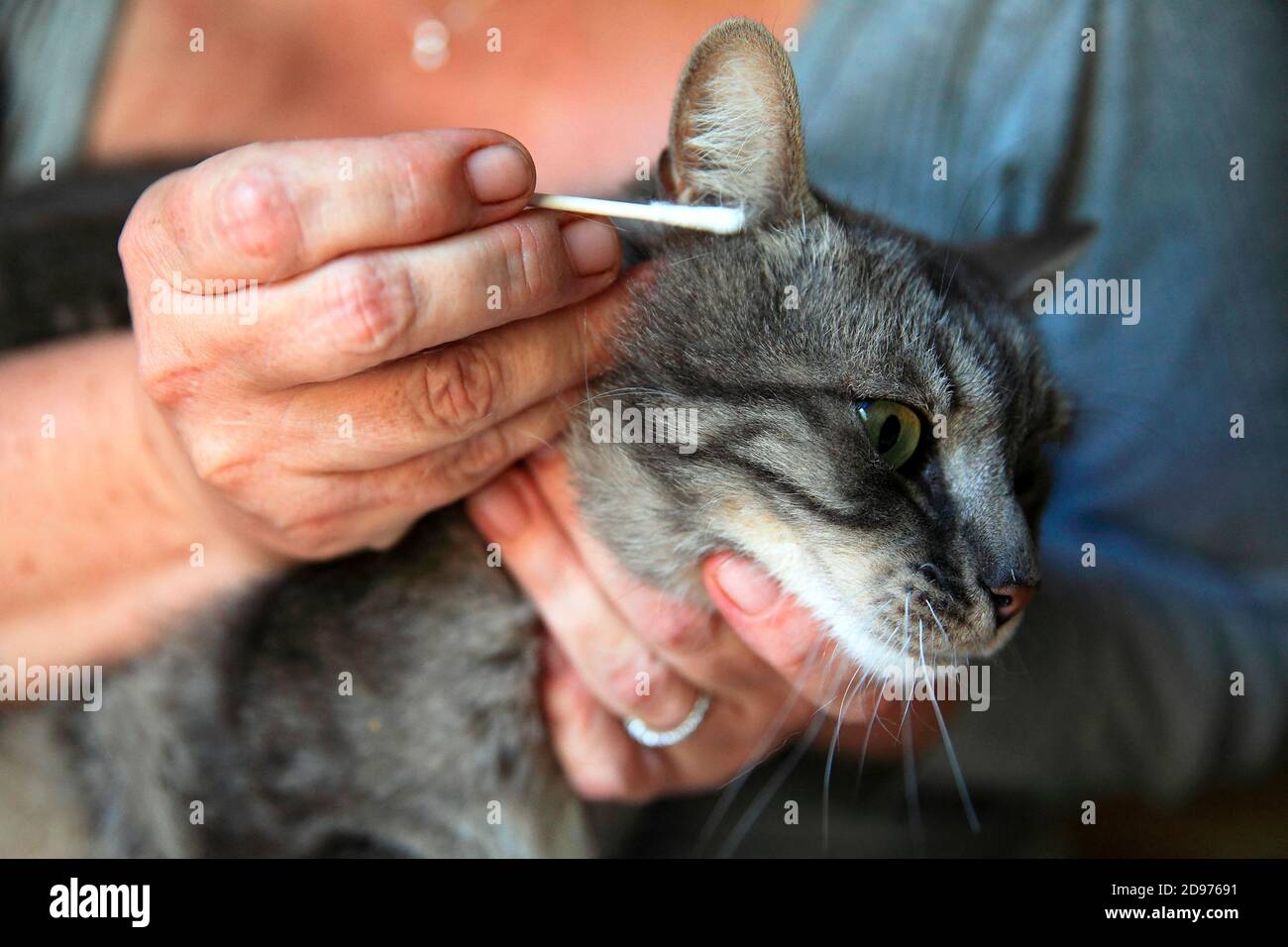 Cleaning a cat's ear Stock Photo - Alamy