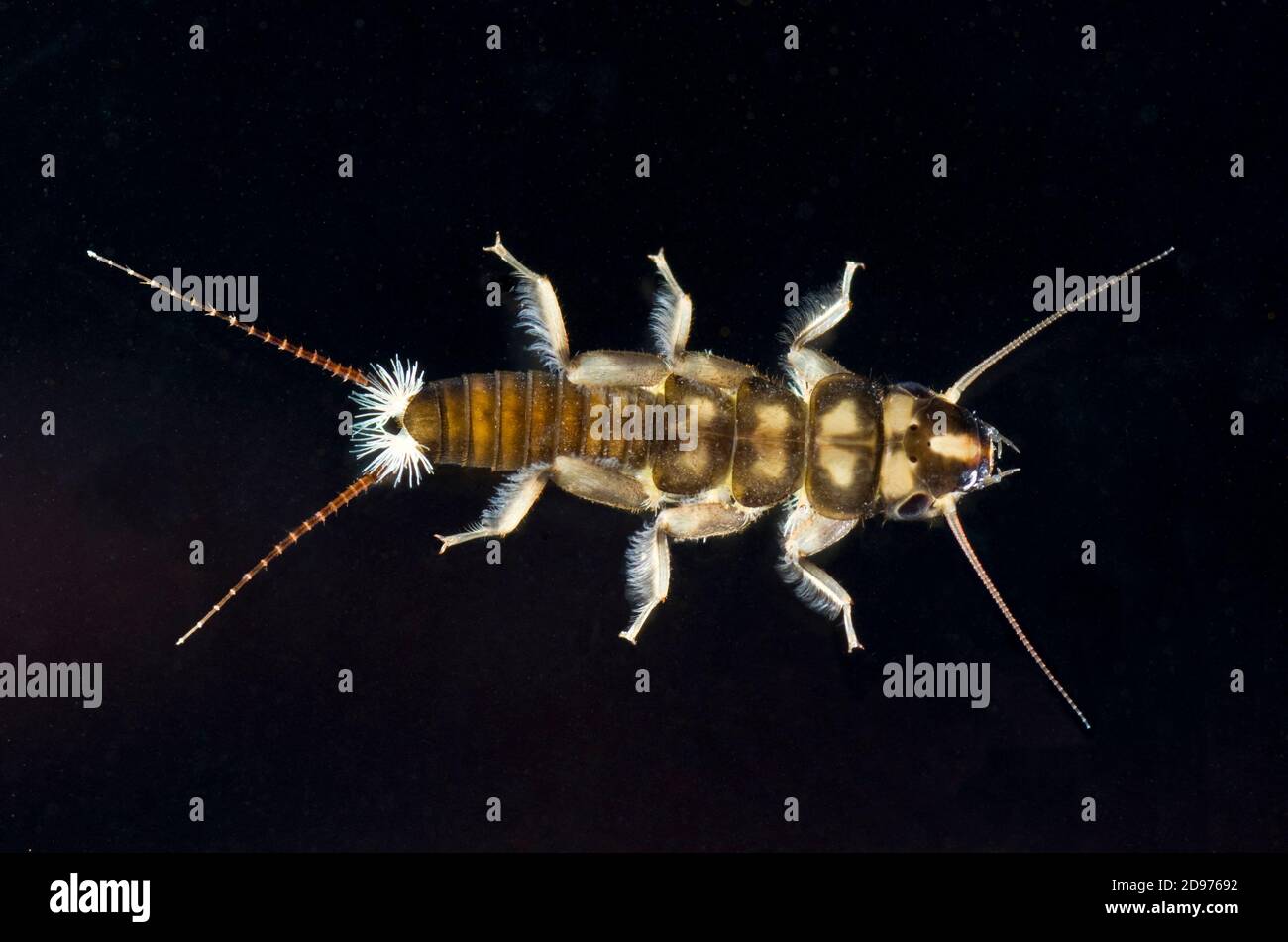 Plecoptera High Resolution Stock Photography and Images - Alamy