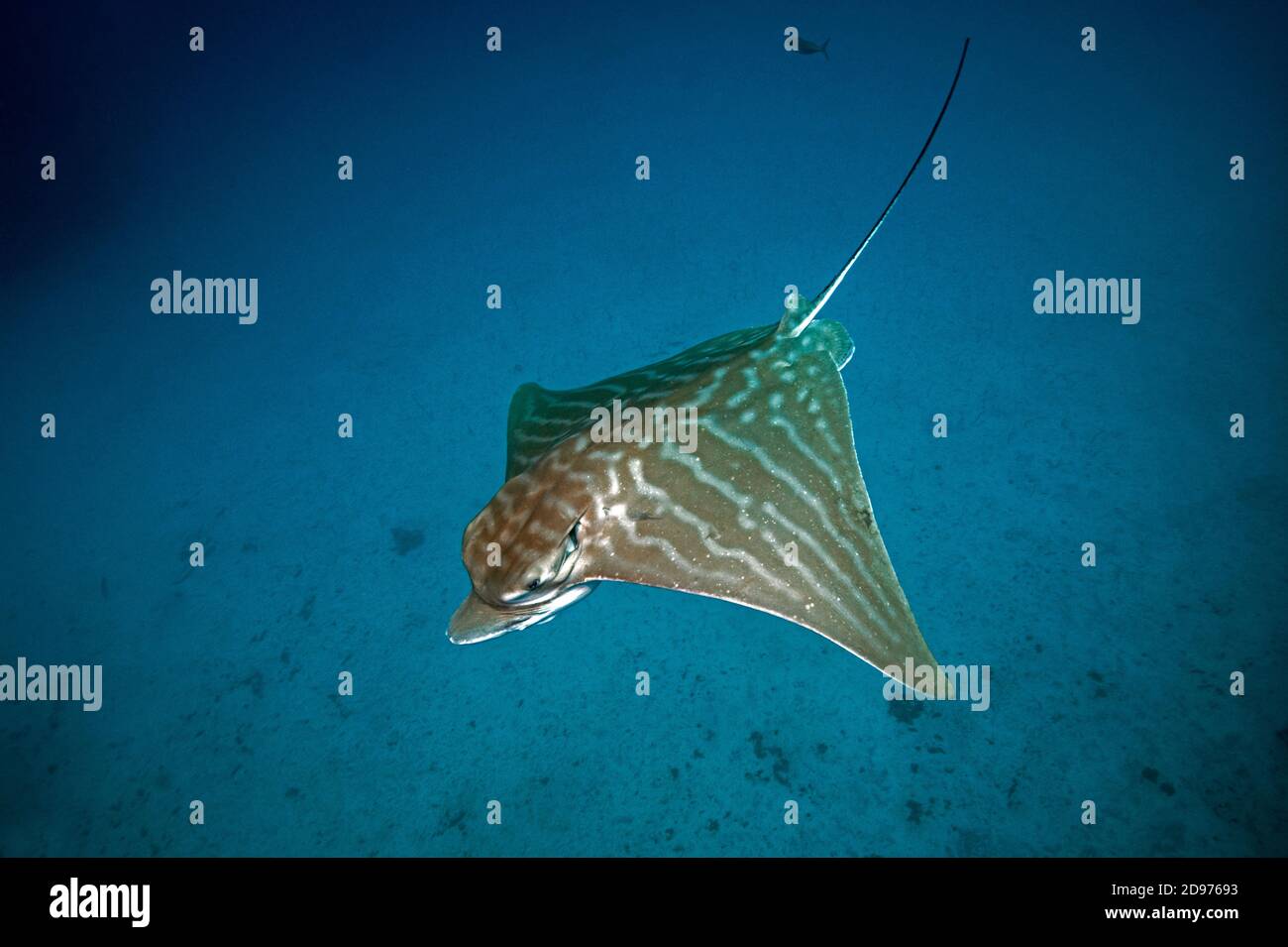 Bull ray (Pteromylaeus bovinus) swimming over the bottom, Tenerife ...