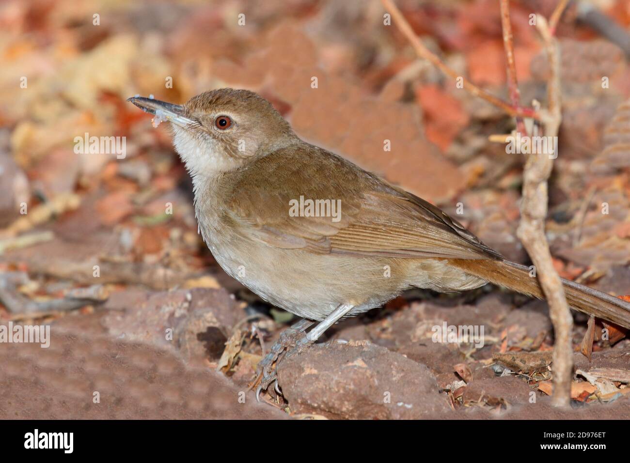 Phyllastrephus hi-res stock photography and images - Alamy