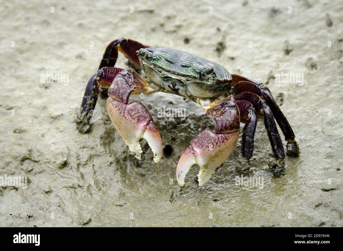 Striped Shore Crab (Pachygrapsus crassipes), Humboldt Bay, California ...