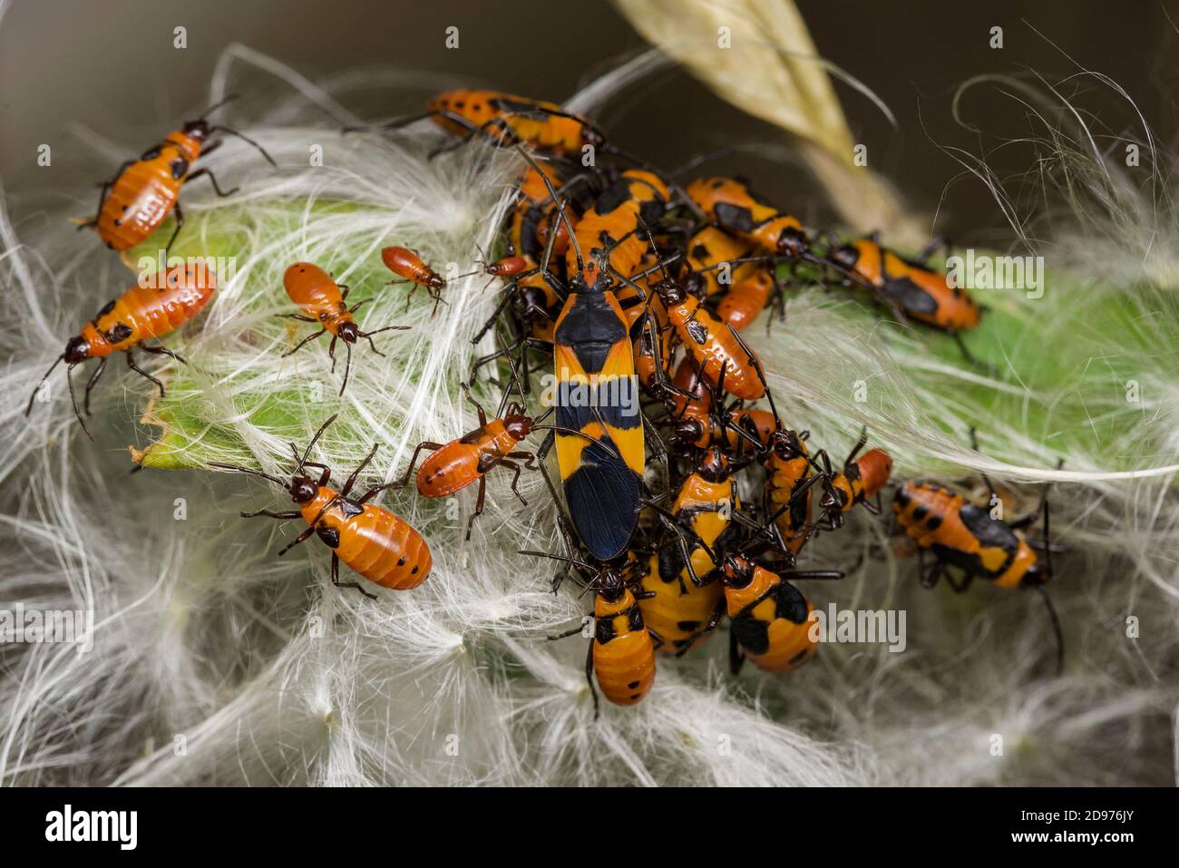 Large Milkweed Bugs (Oncopeltus fasciatus), both juvenile and adult ...
