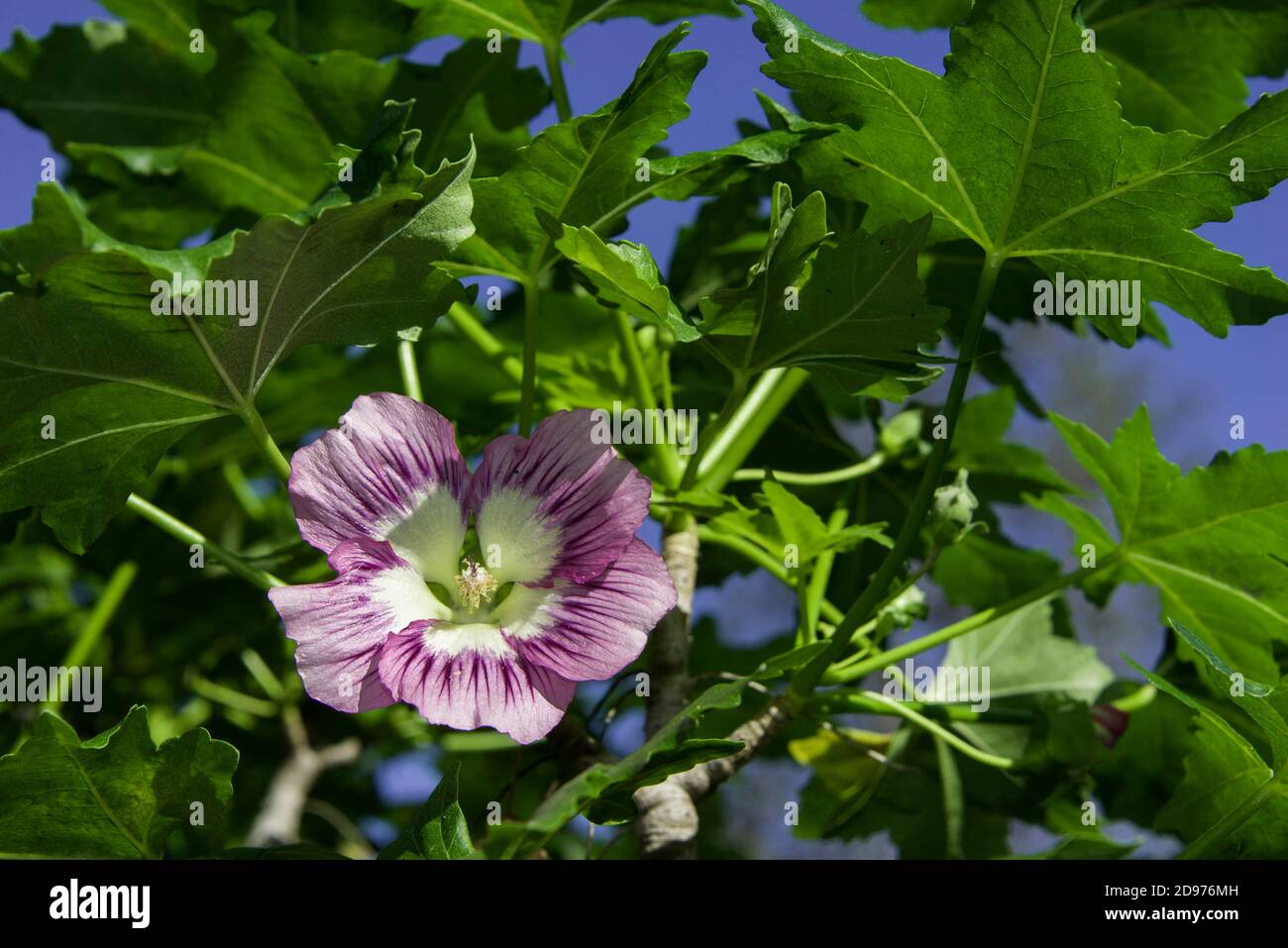 Southern Island Mallow (Lavatera assurgentiflora ssp. glabra), Catalina ...