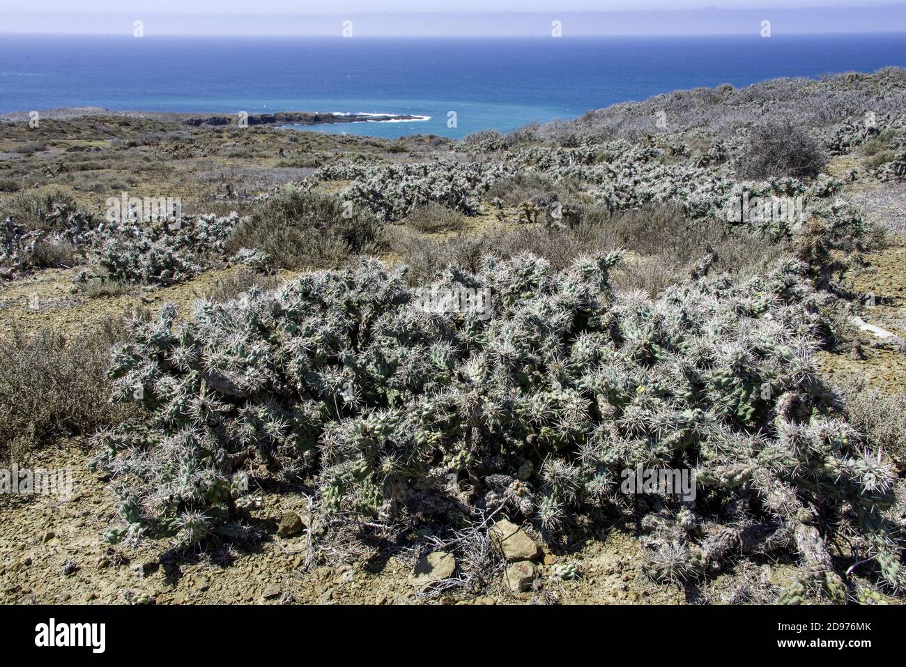 Cholla in the family Cylindropuntia growing on Natividad Island, Baja ...