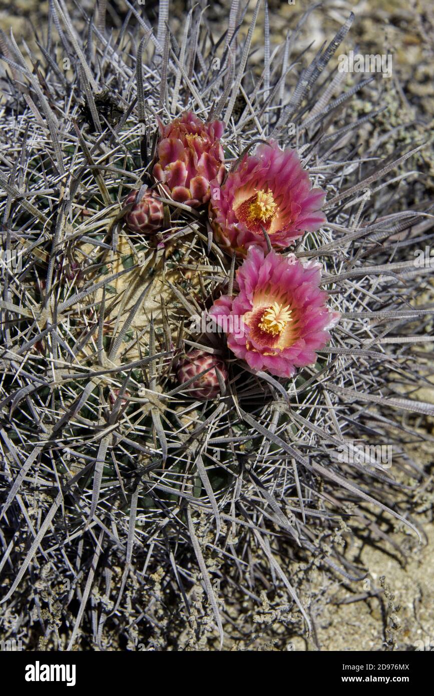 Native california plants hi-res stock photography and images - Alamy