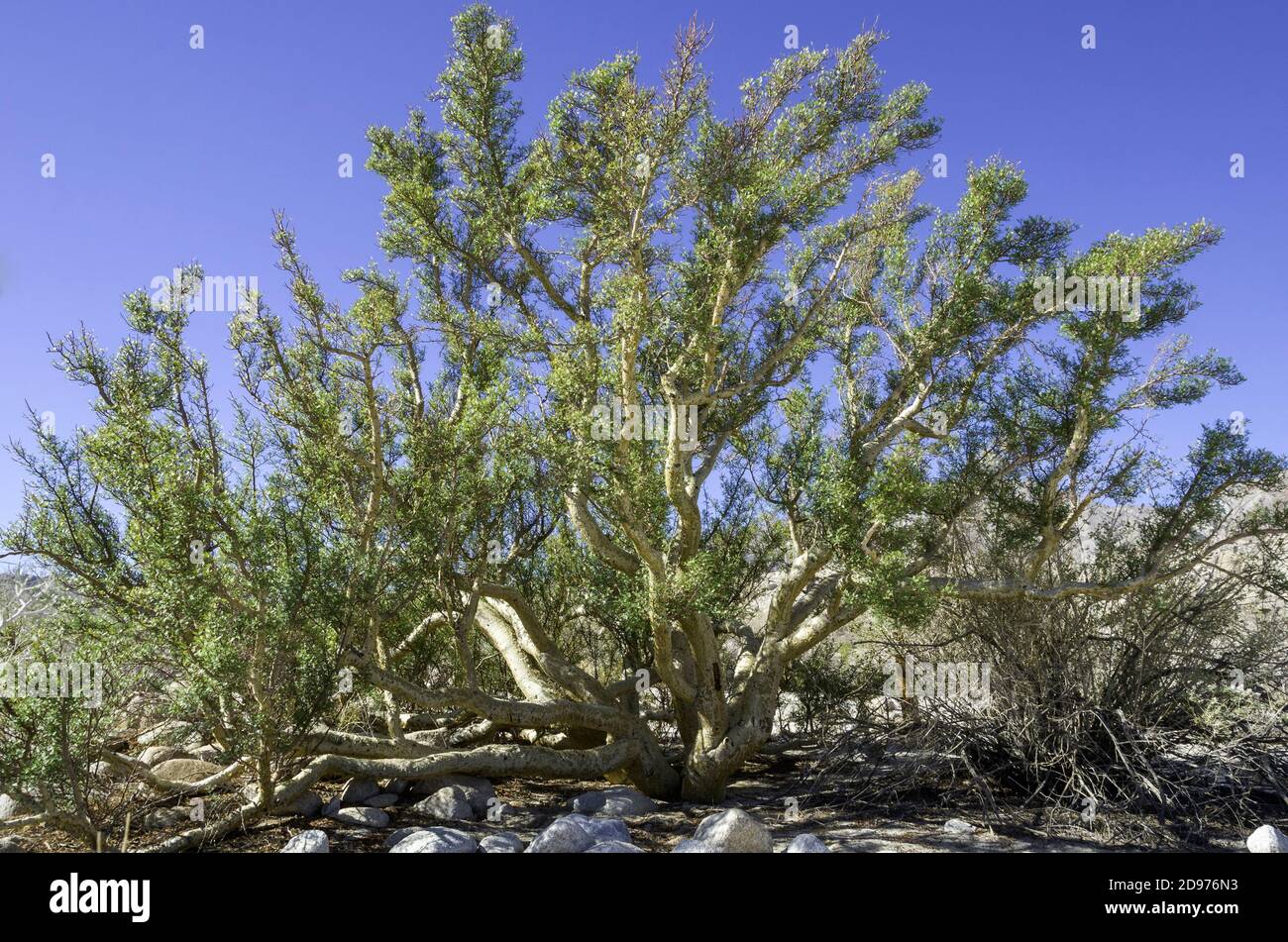 Family angiospermae hi-res stock photography and images - Alamy